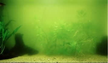 Algen bestrijden in je aquarium doe je zo! Verwijder algen gemakkelijk