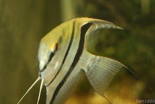 Soorten aquariumvissen? Er zijn zoveel soorten zoetwater aquariumvissen ...