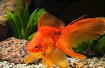 Soorten aquariumvissen? Er zijn zoveel soorten zoetwater aquariumvissen ...