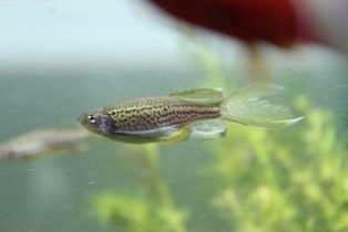 Aquarium vissen, een top tien voor beginners!