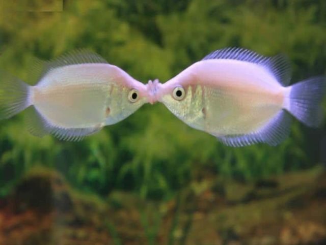 Soorten aquariumvissen? Er zijn zoveel soorten zoetwater aquariumvissen ...