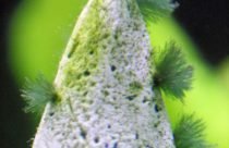 Draadalg bestrijden en vermorzelen doe je zo!