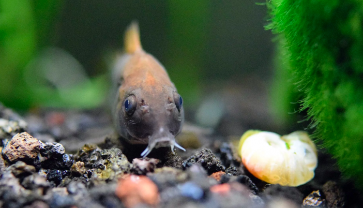 Aquariumvissen in je aquarium, alles wat je er over moeten weten!