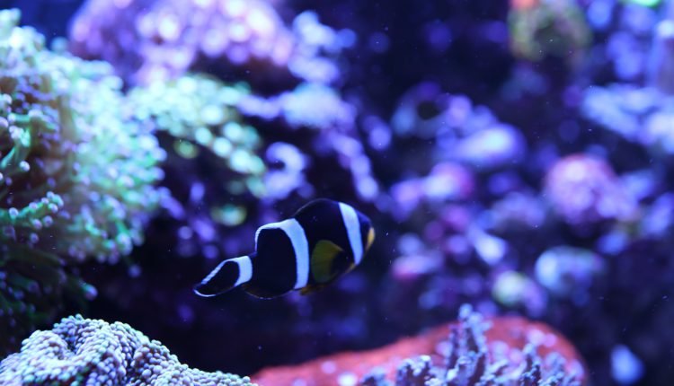 Soorten aquariumvissen? Er zijn zoveel soorten zoetwater aquariumvissen ...