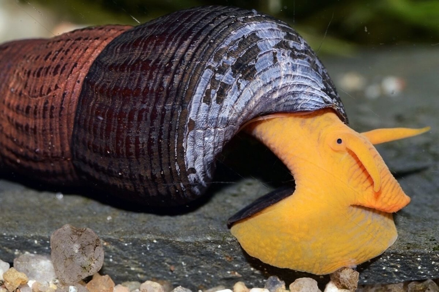 Slakken in het aquarium - Aquariumfans