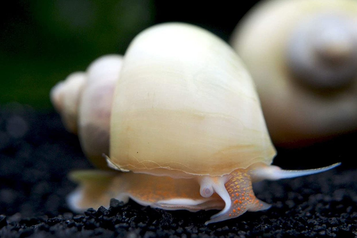 Slakken in het aquarium - Aquariumfans