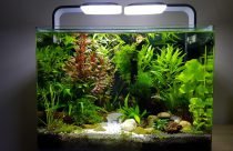 Soorten aquariumvissen? Er zijn zoveel soorten zoetwater aquariumvissen ...